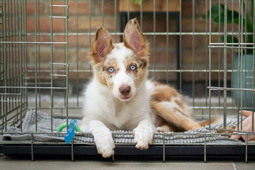 Crate Training 101 – Leash Boss
